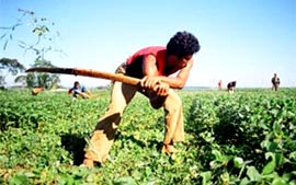 Cooperation as Rebellion: Creating Sustainable Agriculture in Paraguay ...