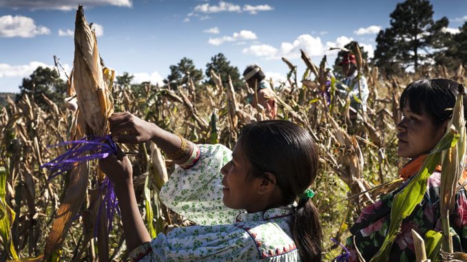 Climate Change Threatens Mexican Agriculture